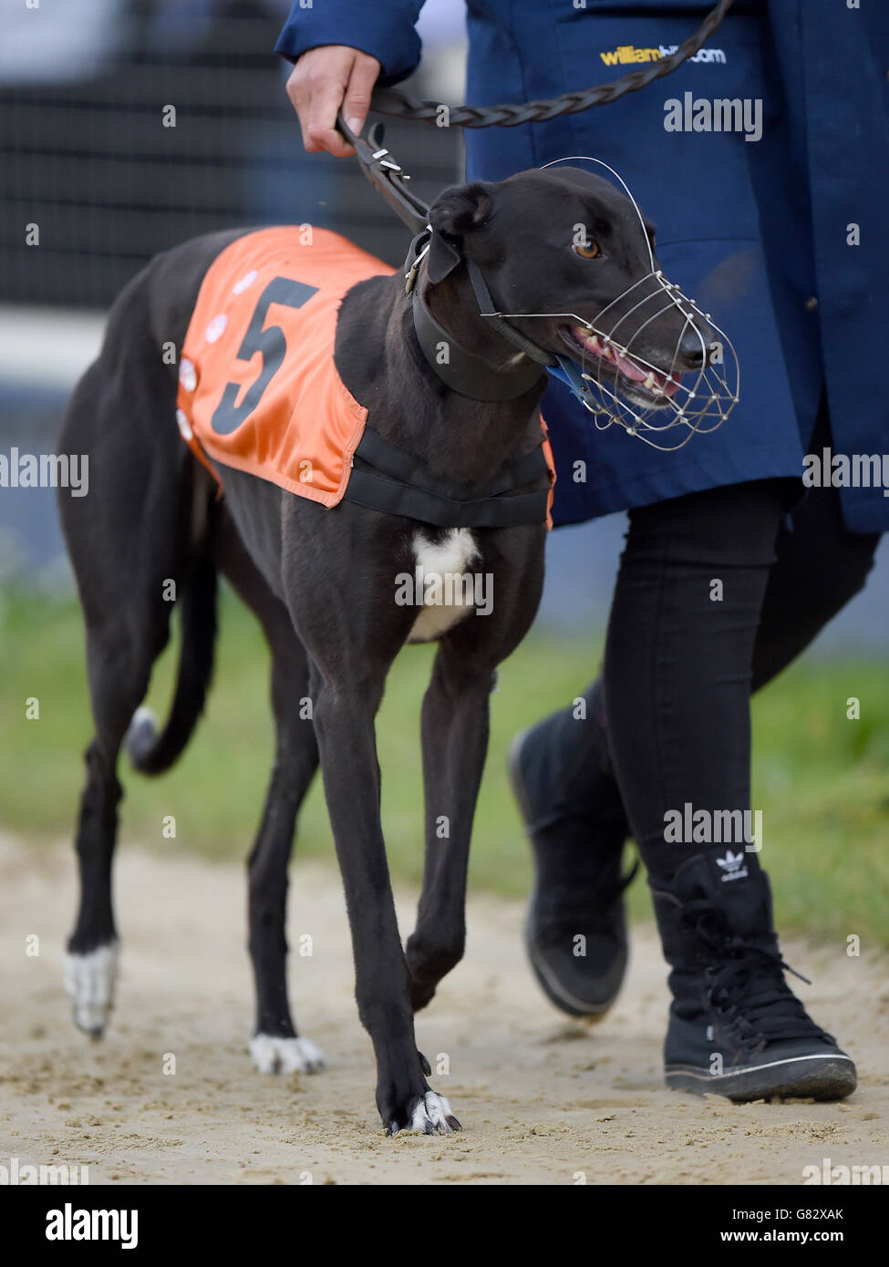 Droopys tamera hi-res stock photography and images - Alamy