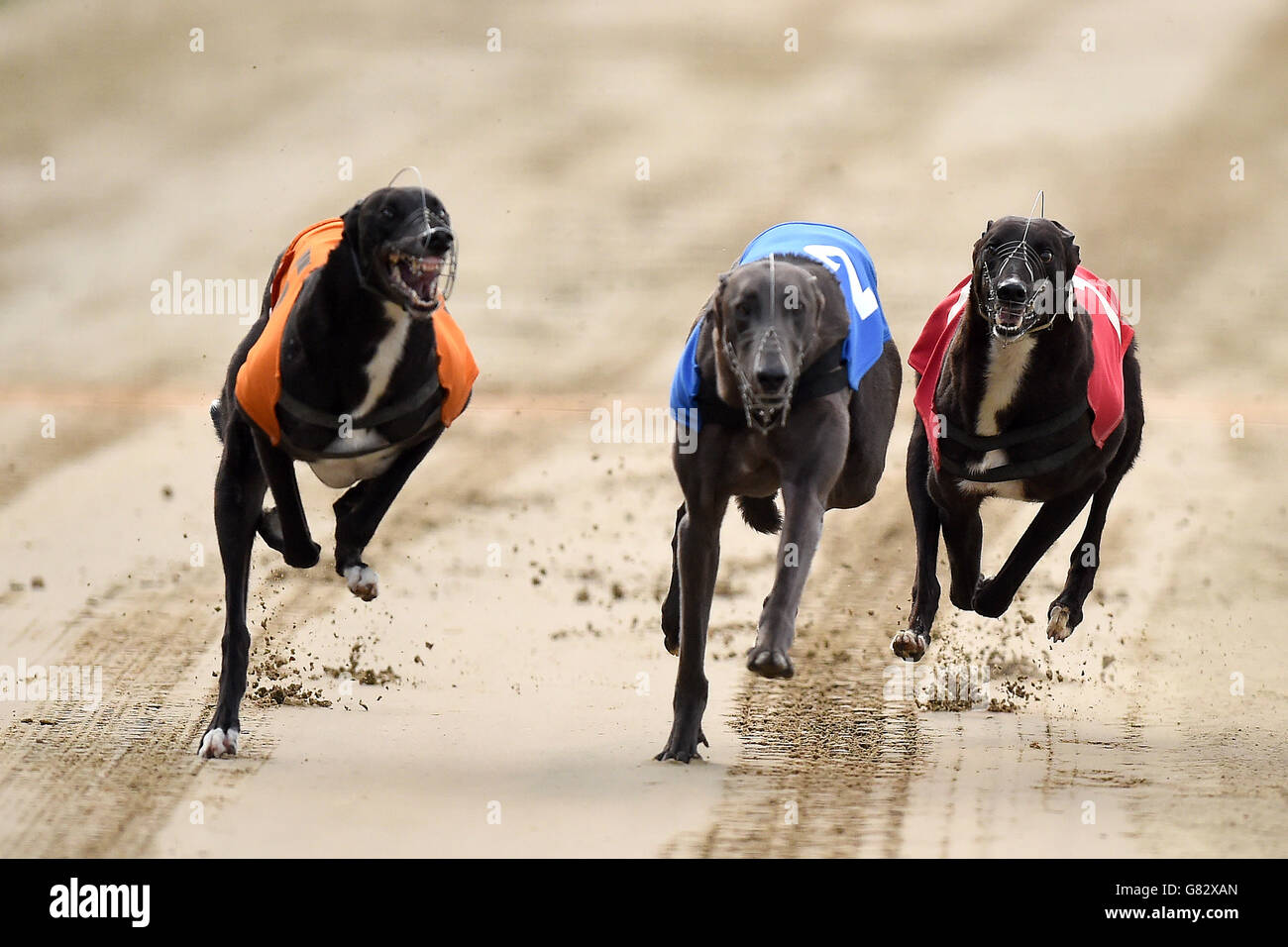 Greyhound Racing - William Hill Derby - Quarter Finals - Wimbledon ...