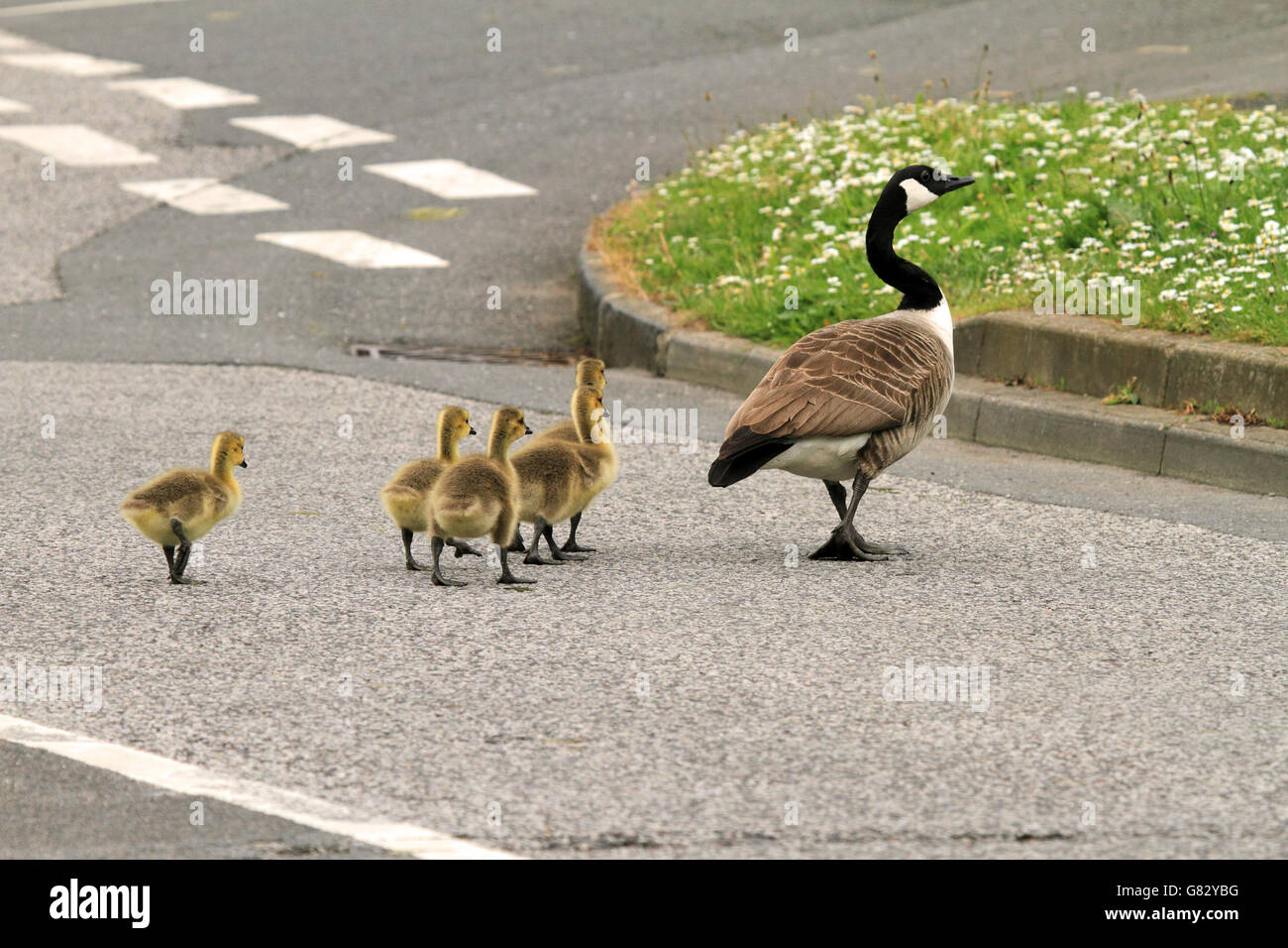 Canada Goose (Branta canadensis) - family crossing road Stock Photo - Alamy