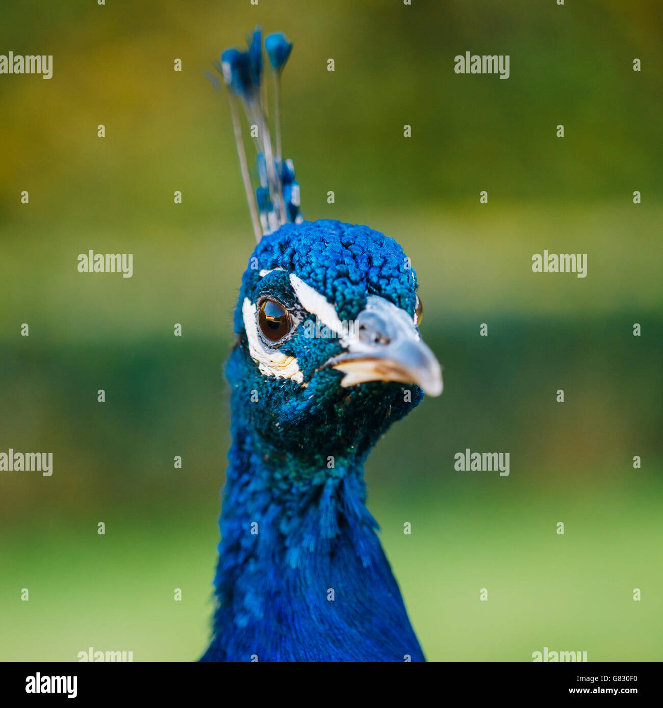 Indian peafowl blue peafowl hi-res stock photography and images - Alamy
