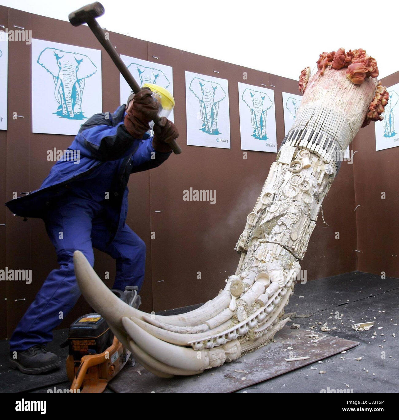 Myles Stewart of the International Fund for Animal Welfare destroys a ...