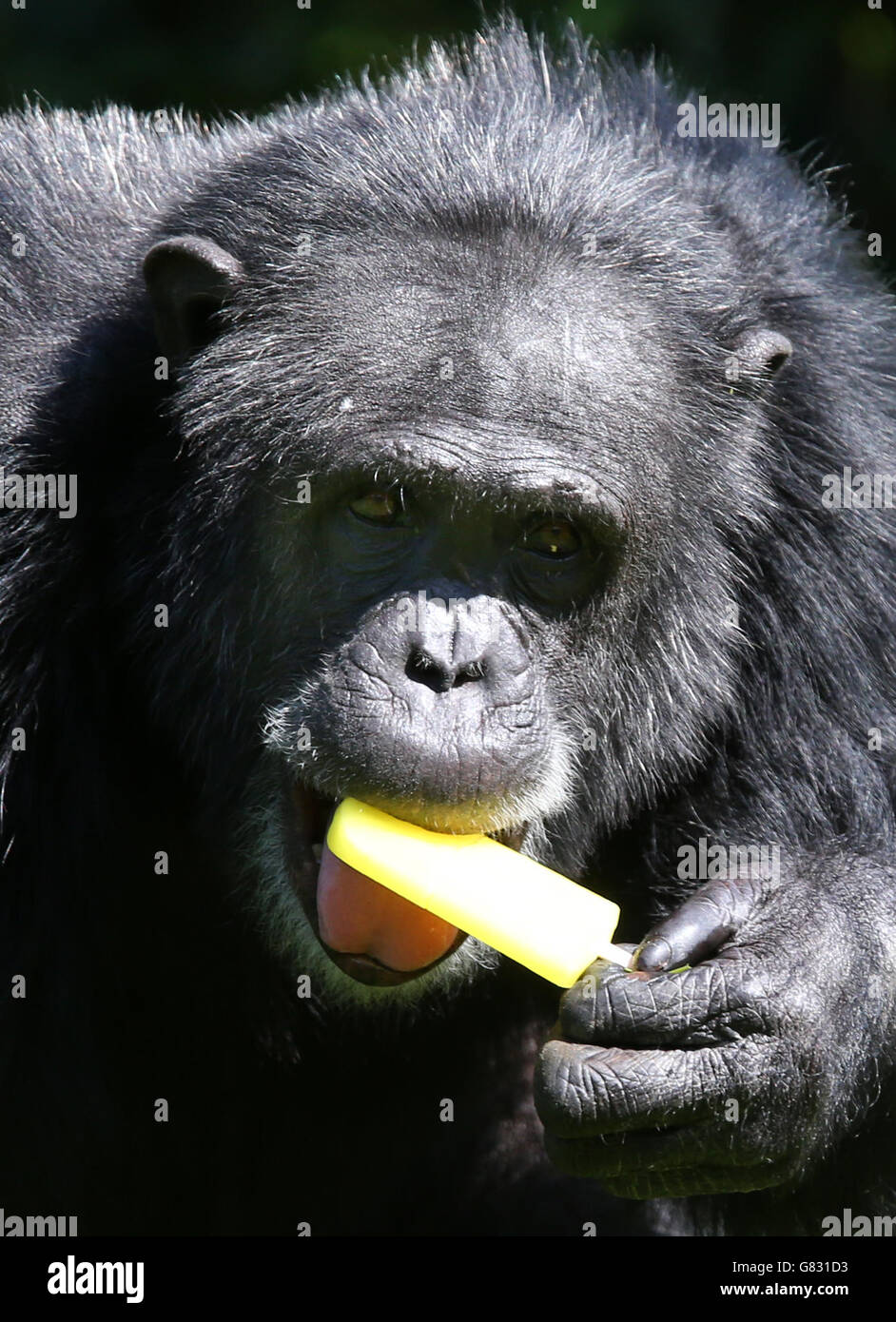 Chippy the chimp eats a fruit-flavoured ice lolly at Blair Drummond ...