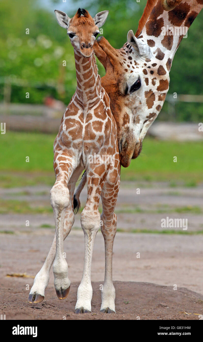 Takes first steps chester zoo hi-res stock photography and images - Alamy