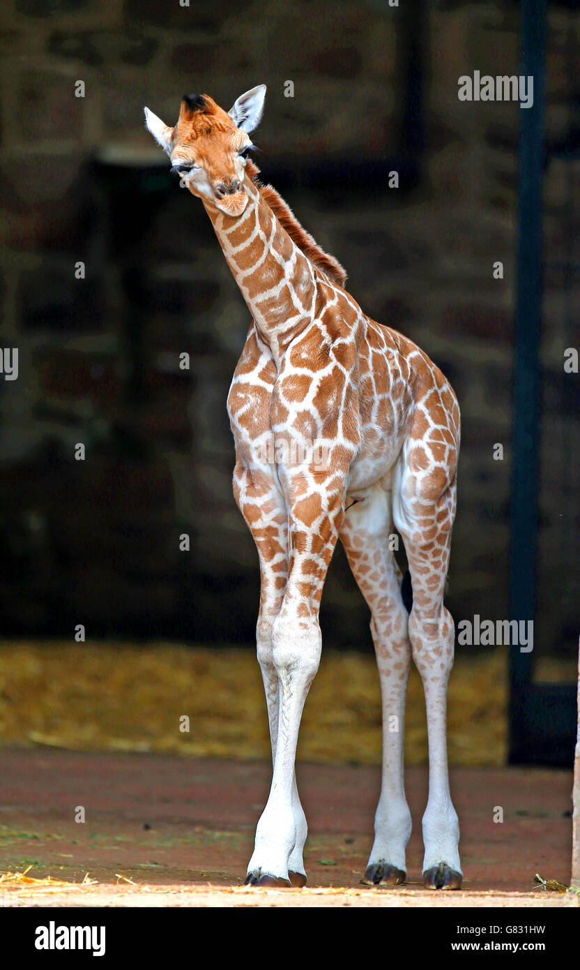Baby giraffe born at Chester Zoo Stock Photo - Alamy