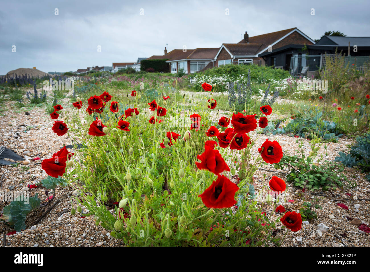 Ragged poppy hi-res stock photography and images - Alamy