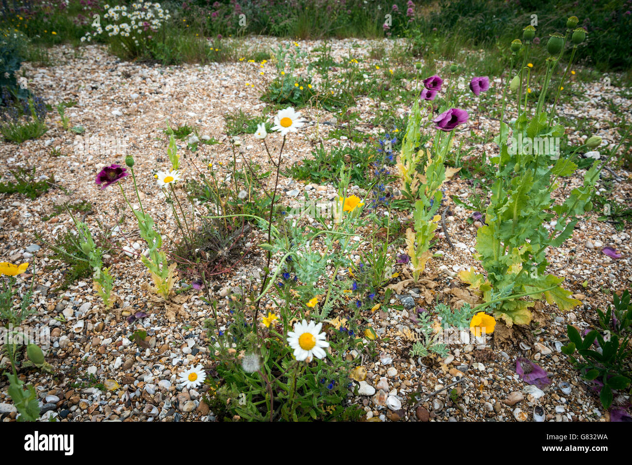 Wild seaside flowers on the beach at Pagham near Chichester, West ...