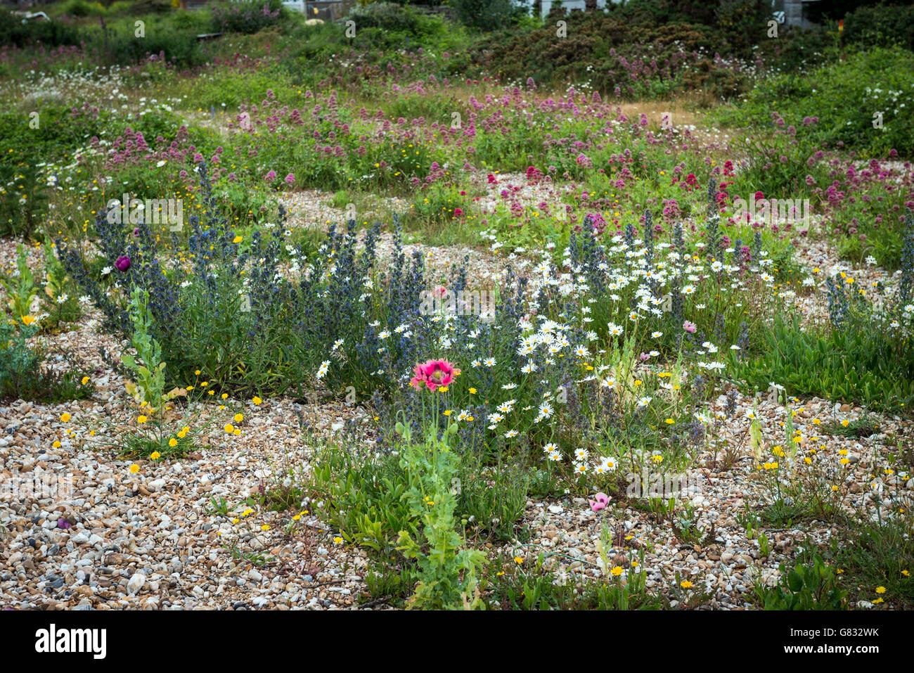 Wild seaside flowers on the beach at Pagham near Chichester, West ...