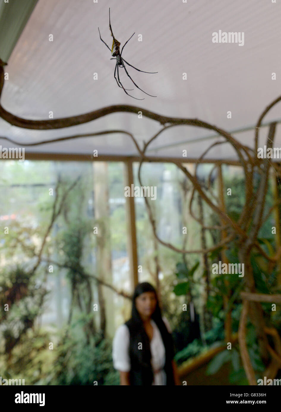 S friendly spider programme london zoo hi-res stock photography and ...