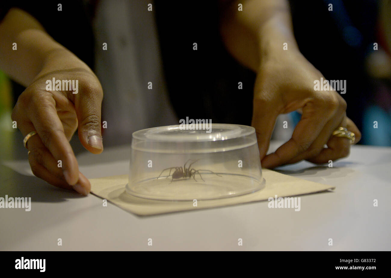 s Friendly Spider Programme Stock Photo - Alamy