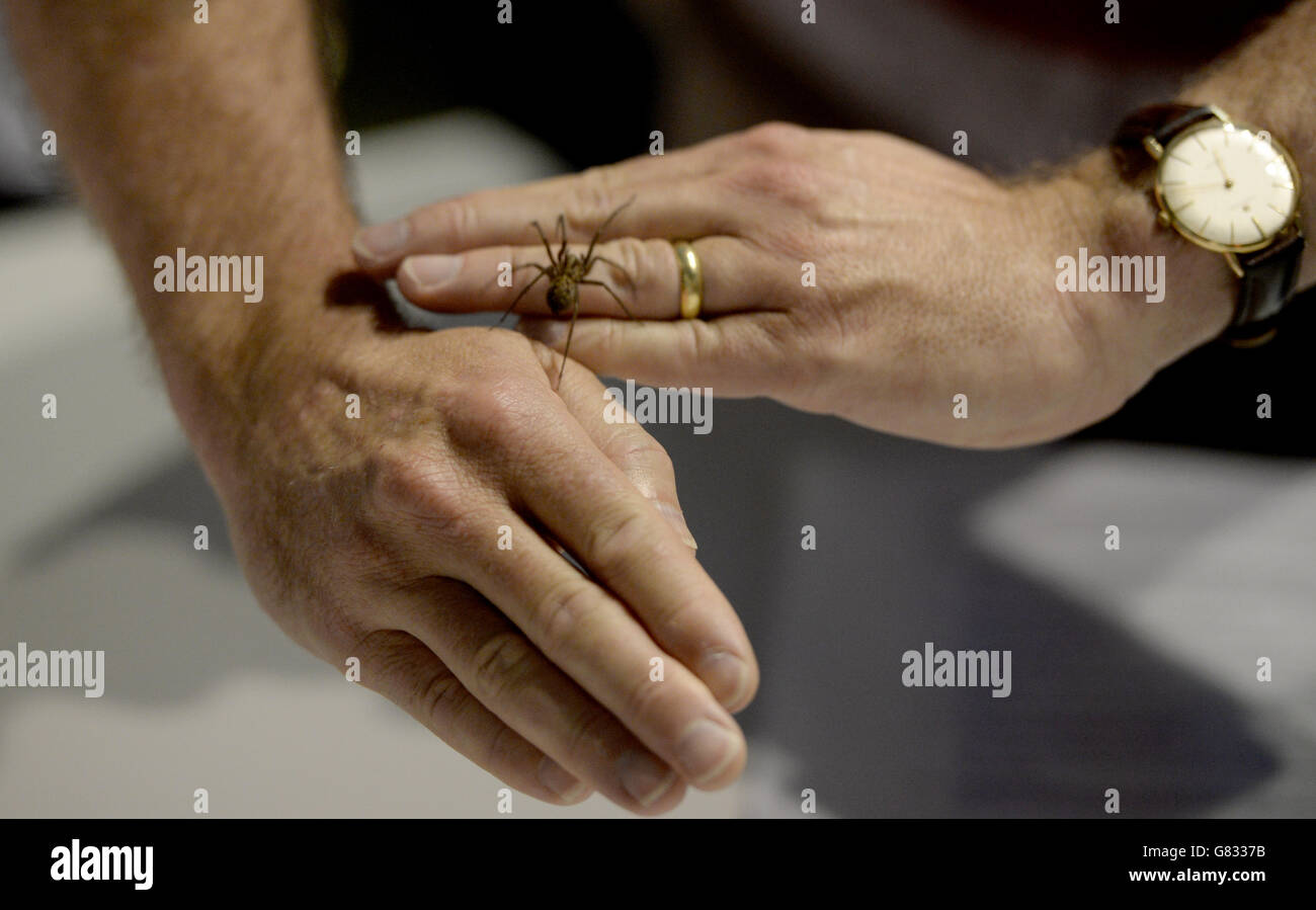 S friendly spider programme hi-res stock photography and images - Alamy