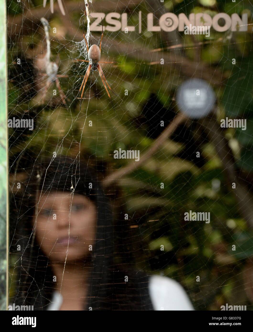 s Friendly Spider Programme. s Friendly Spider Programme at London Zoo ...