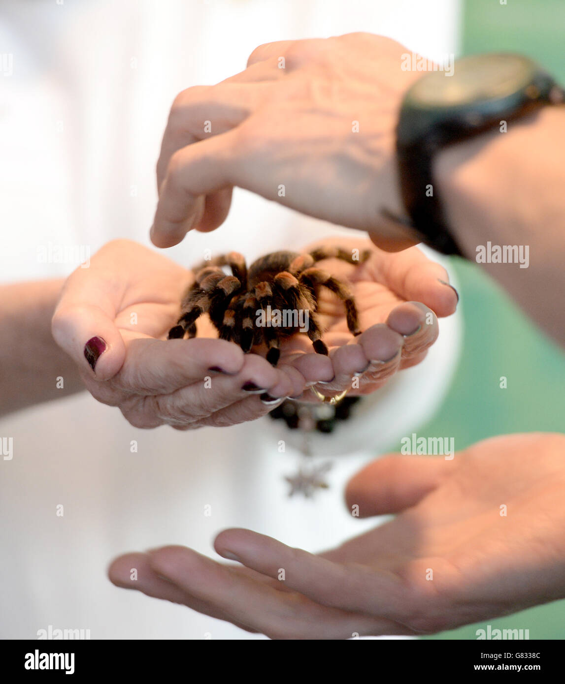 s Friendly Spider Programme Stock Photo - Alamy