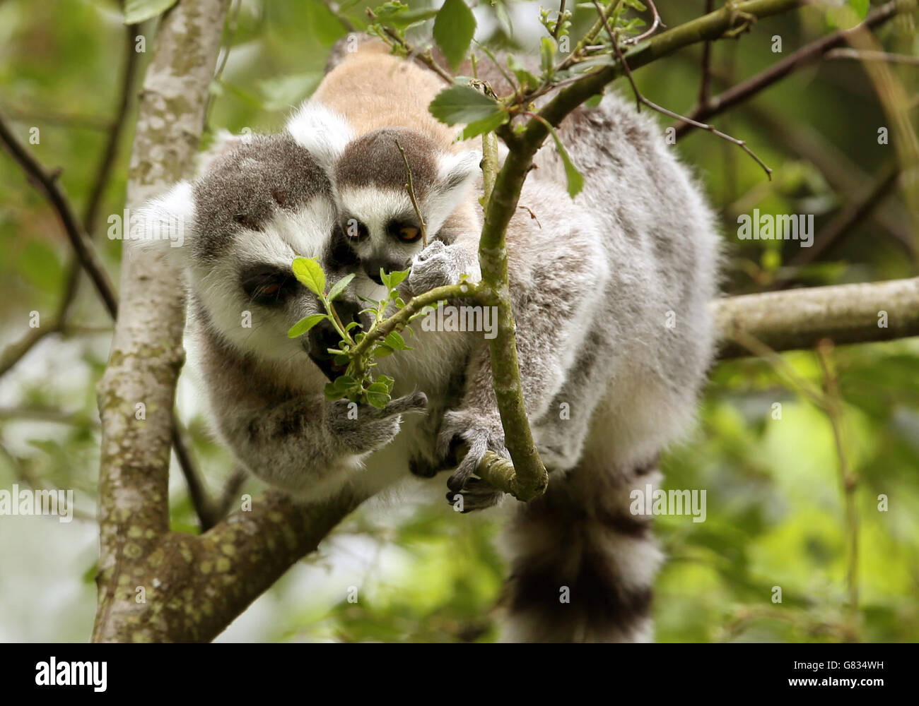 Mother Beru with her six week-old baby ring-tailed lemur Tahiry as she ...