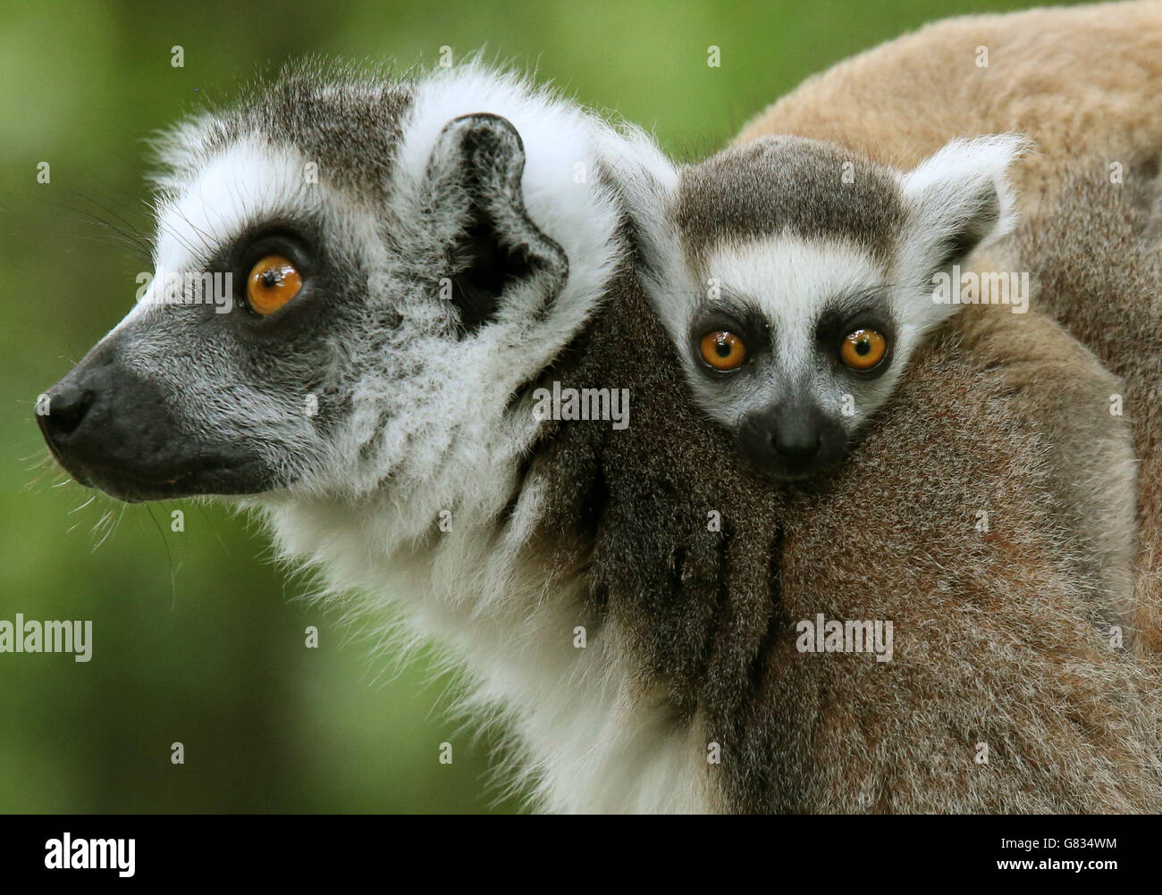 Mother Beru with her six week-old baby ring-tailed lemur Tahiry as she ...