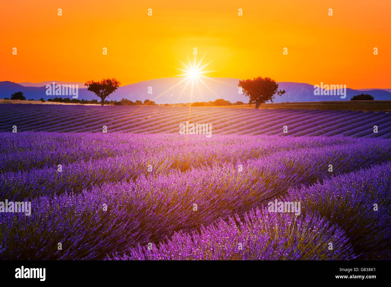 Lavender field summer sunset landscape with two tree near Valensole.Provence,France Stock Photo ...