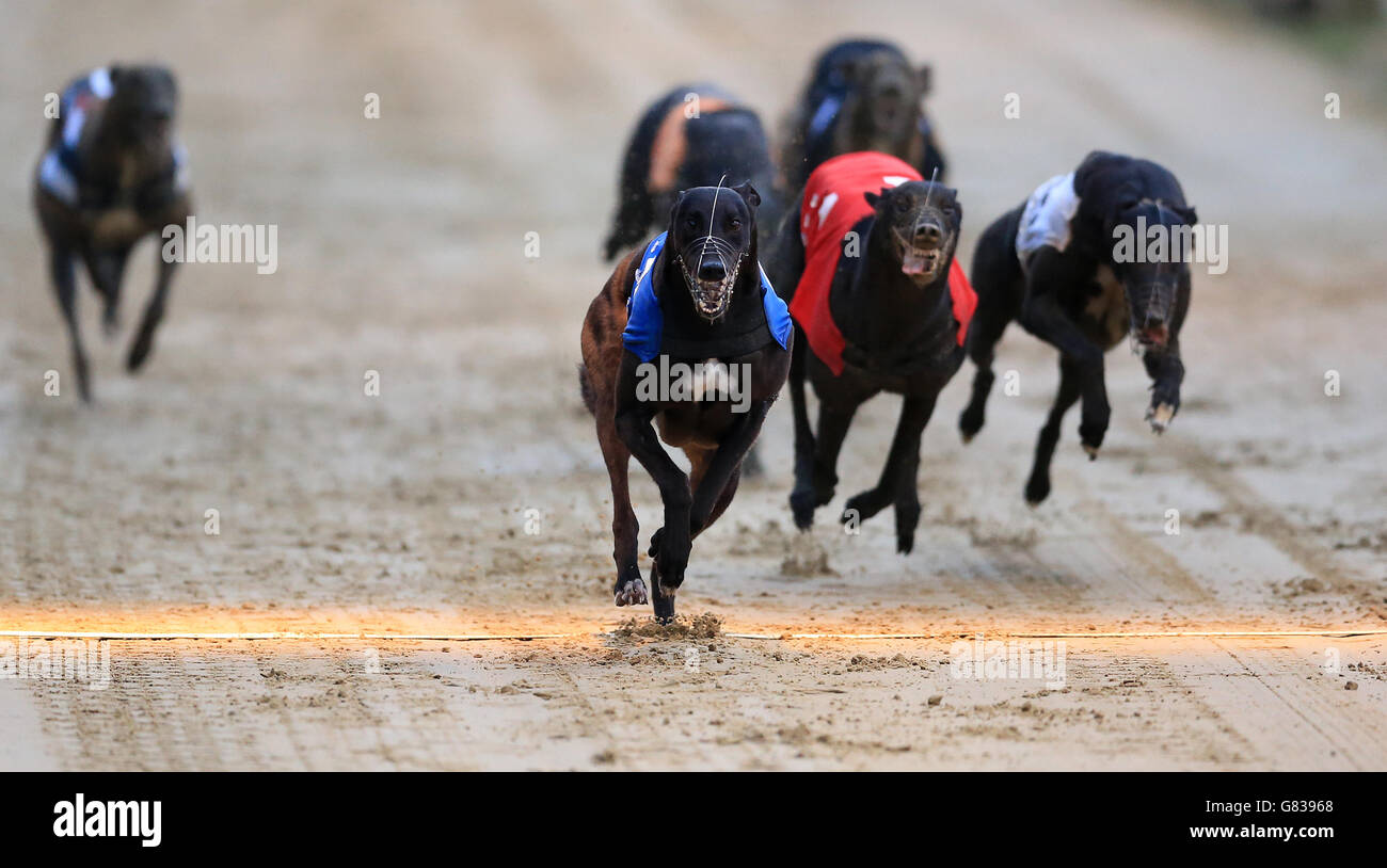 Greyhound Racing - William Hill Derby - Semi Finals - Wimbledon Stadium ...