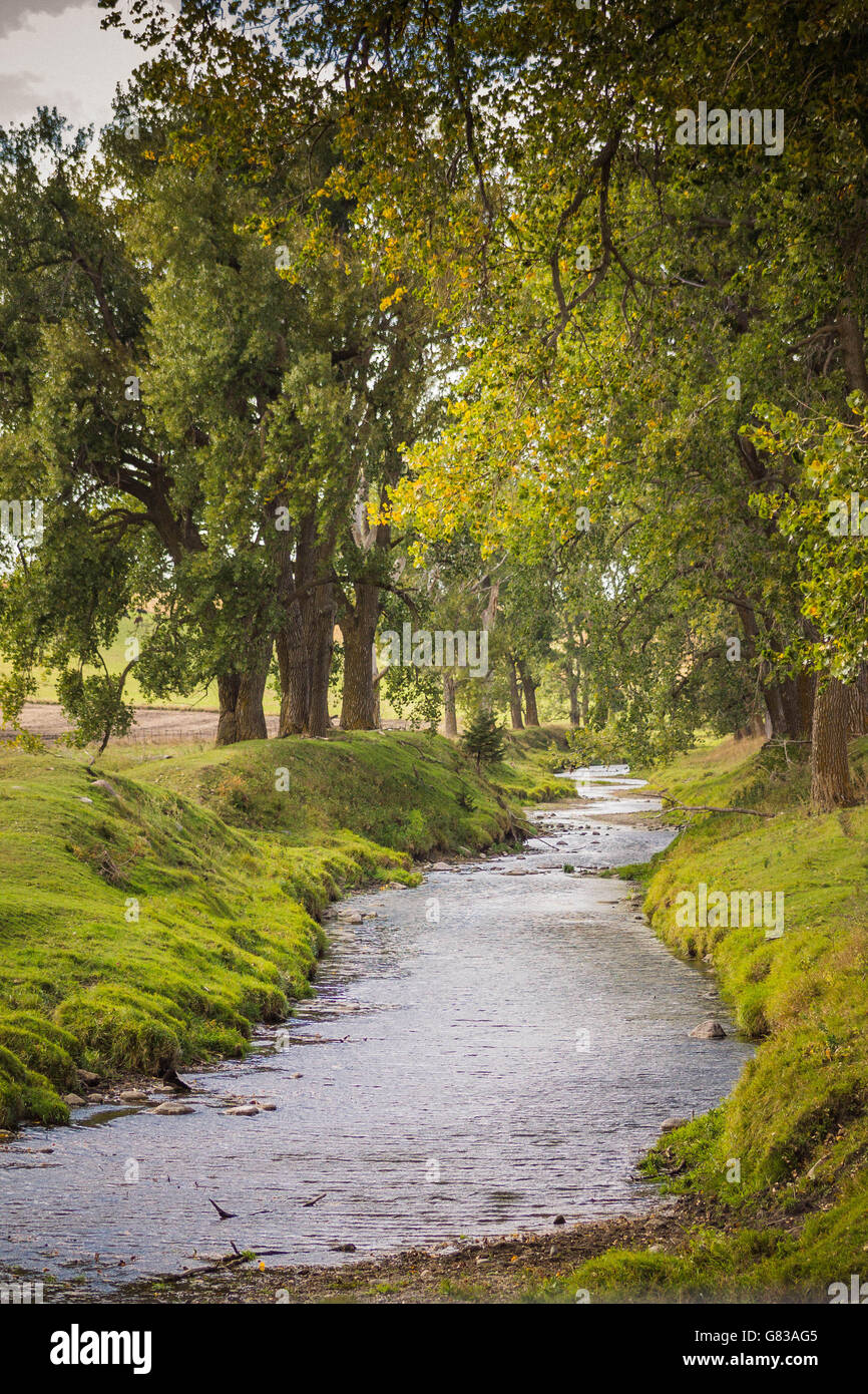 Trees greenery water branches hi-res stock photography and images - Alamy