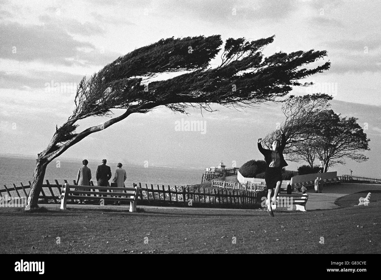 A wind-bent tree at Clevedon in Somerset. It stands on an exposed point ...