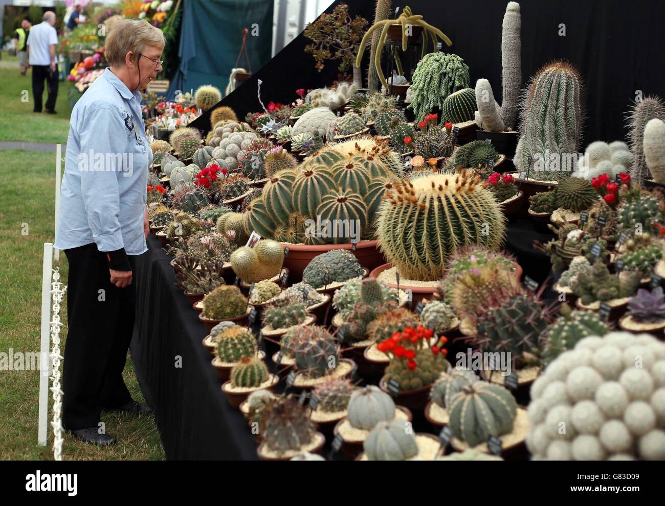 RHS Hampton Court Palace Flower Show 2015 Stock Photo - Alamy