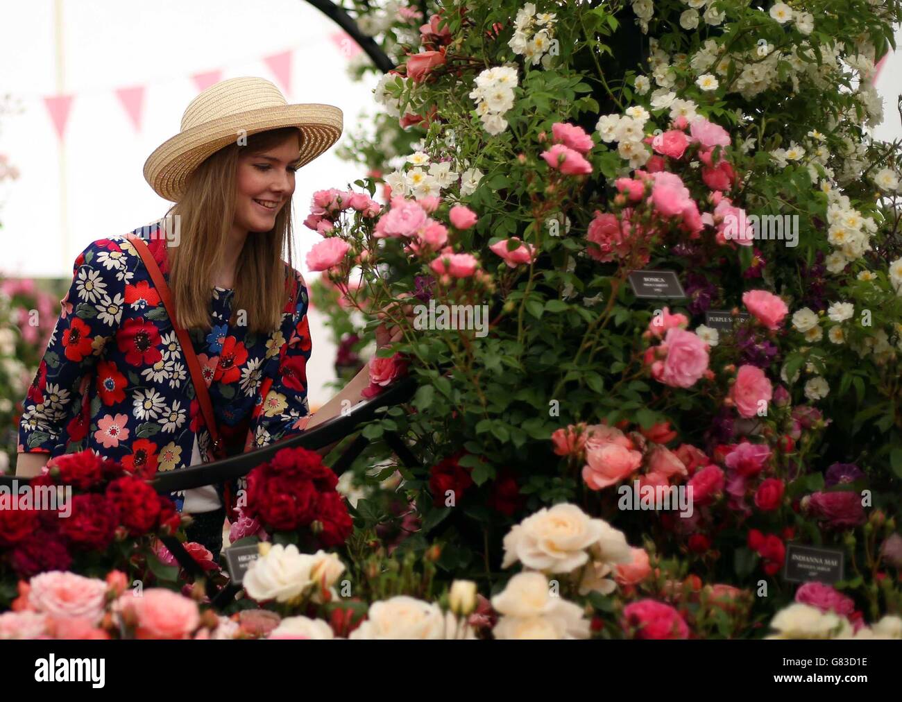 Alice Dunn inspects roses at the RHS Hampton Court Palace Flower Show ...