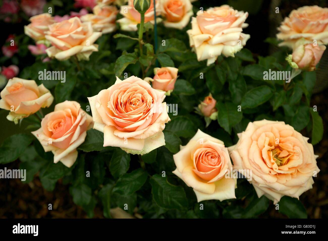 RHS Hampton Court Palace Flower Show 2015 Stock Photo - Alamy