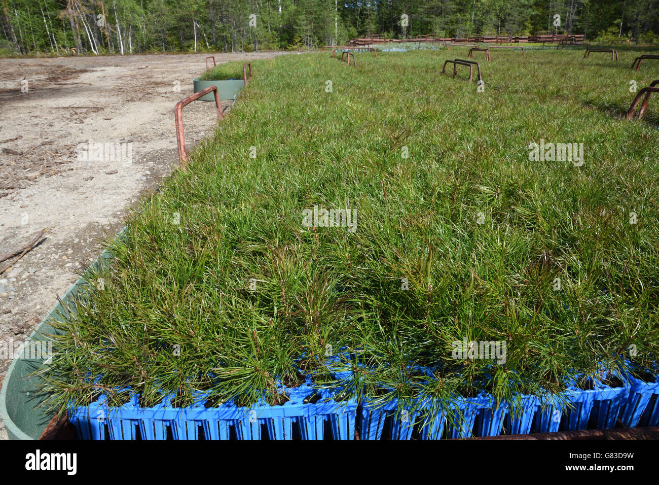 Pine plants "pinus contorta" standing in plastic cups ready to be ...