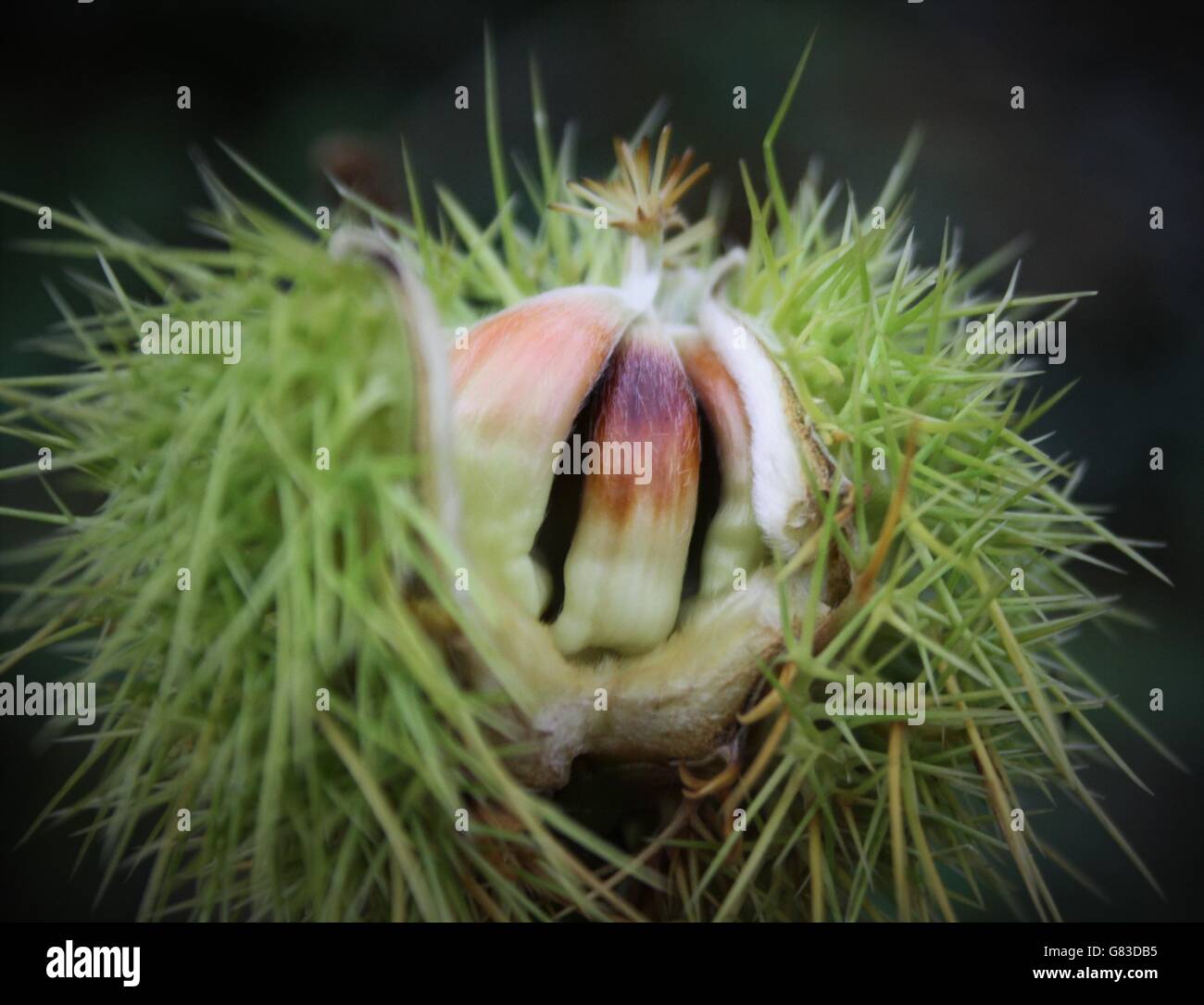 Conker fall hi-res stock photography and images - Alamy