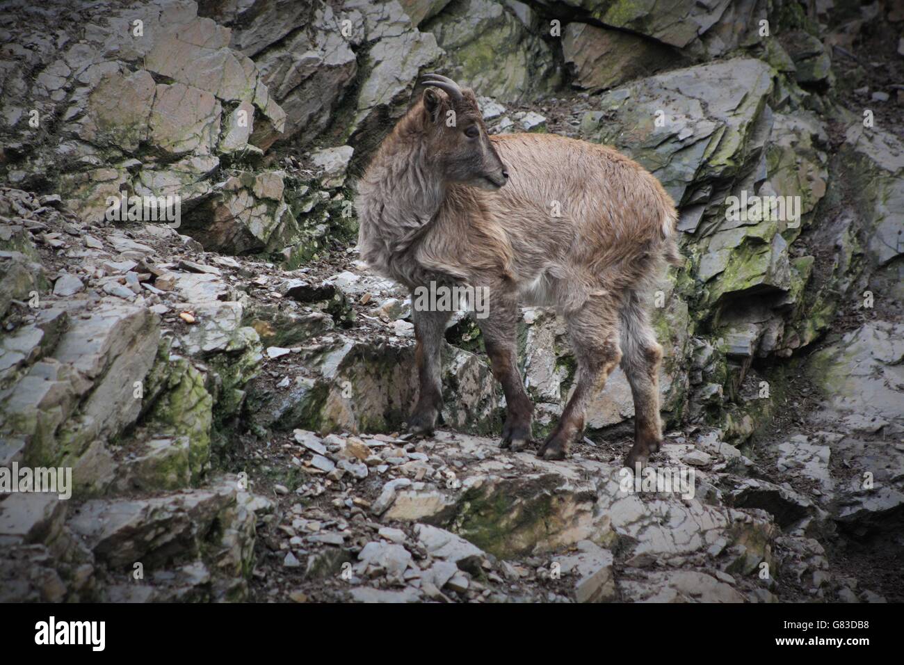 Goat cliff hi-res stock photography and images - Alamy