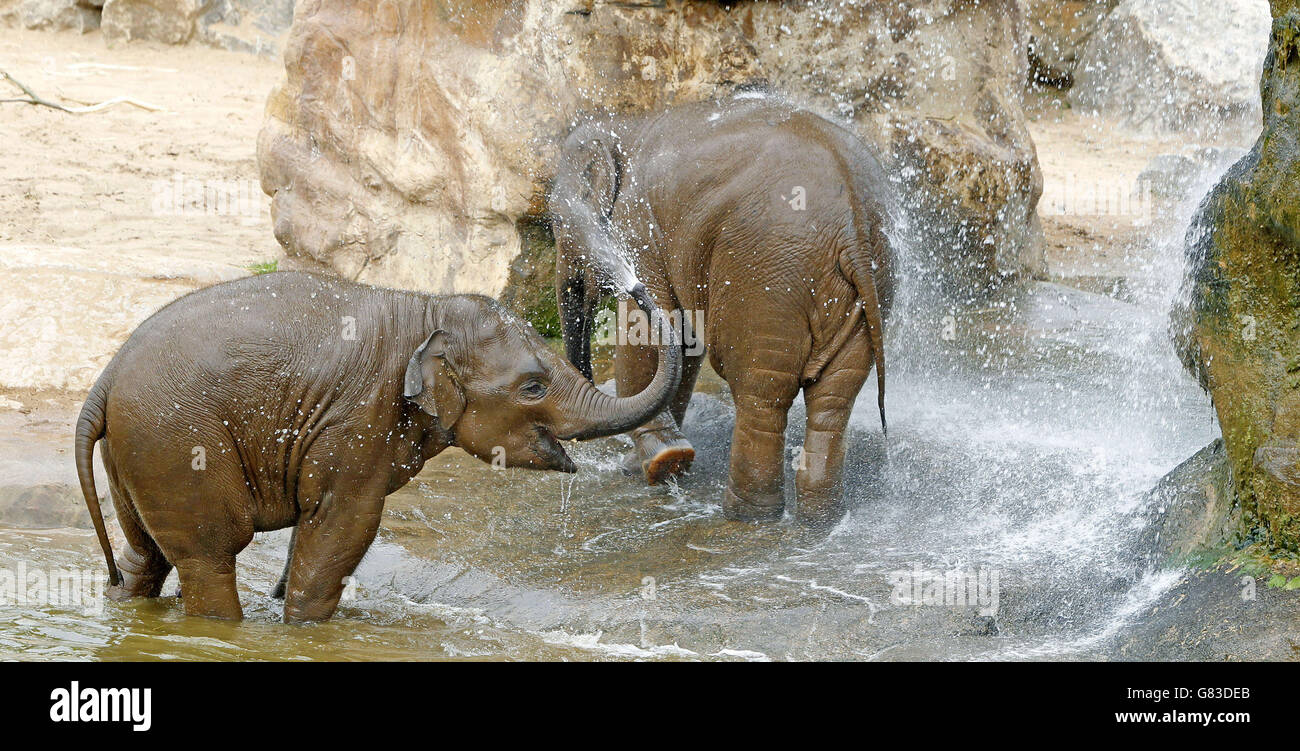 Cool down chester zoo hi-res stock photography and images - Alamy