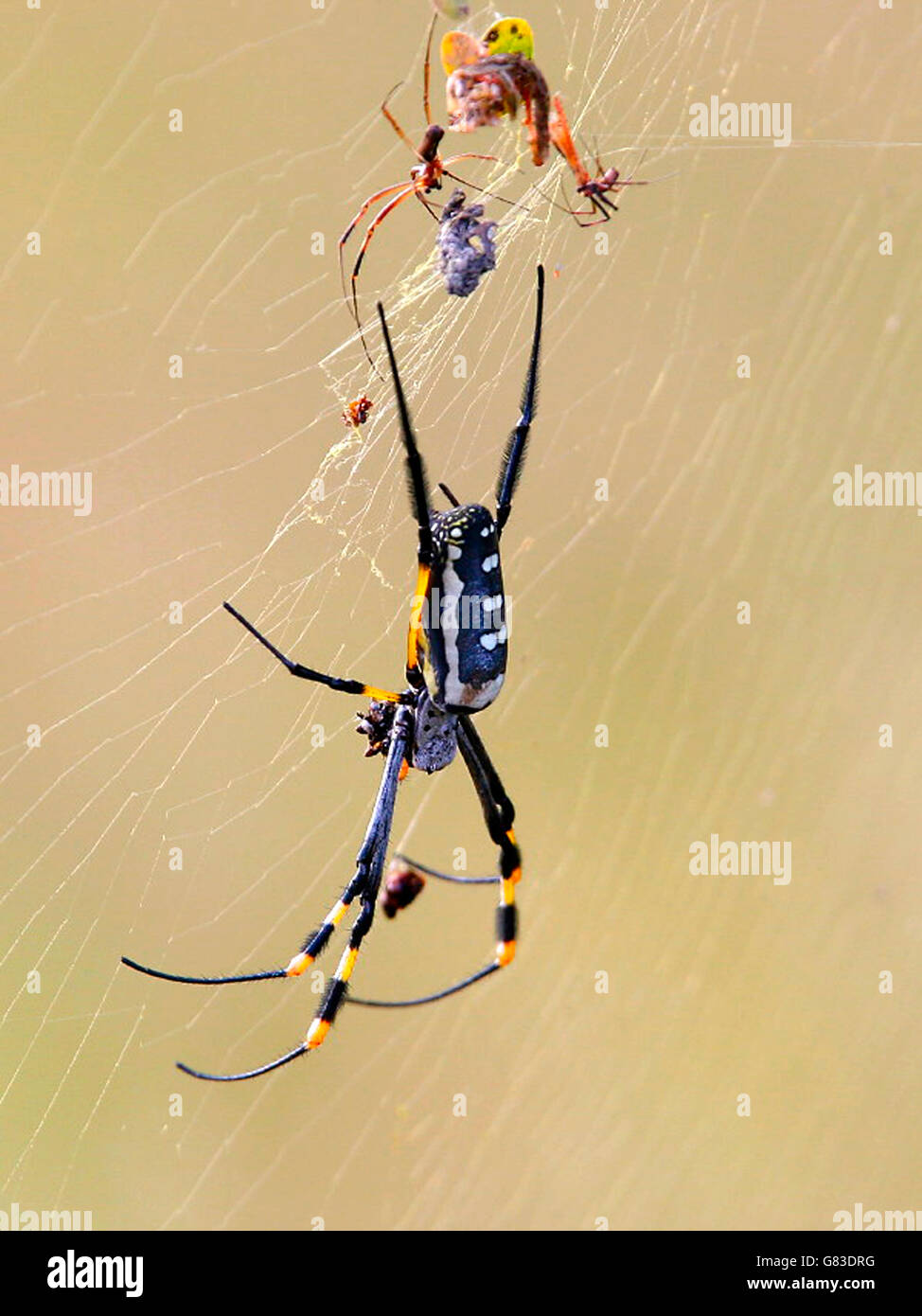 Black legged orb web spider web hi-res stock photography and images - Alamy