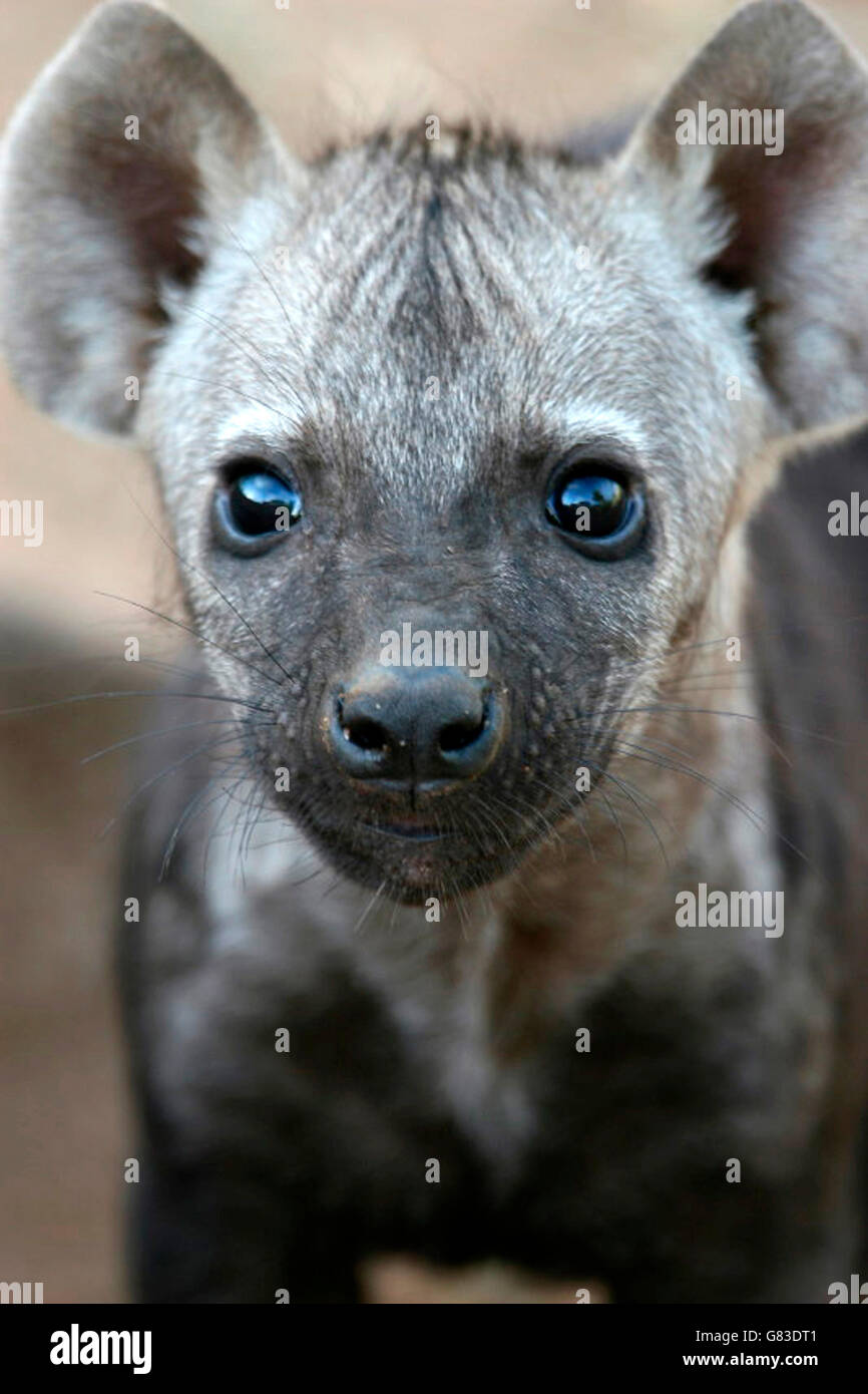 Hyena baby hi-res stock photography and images - Alamy