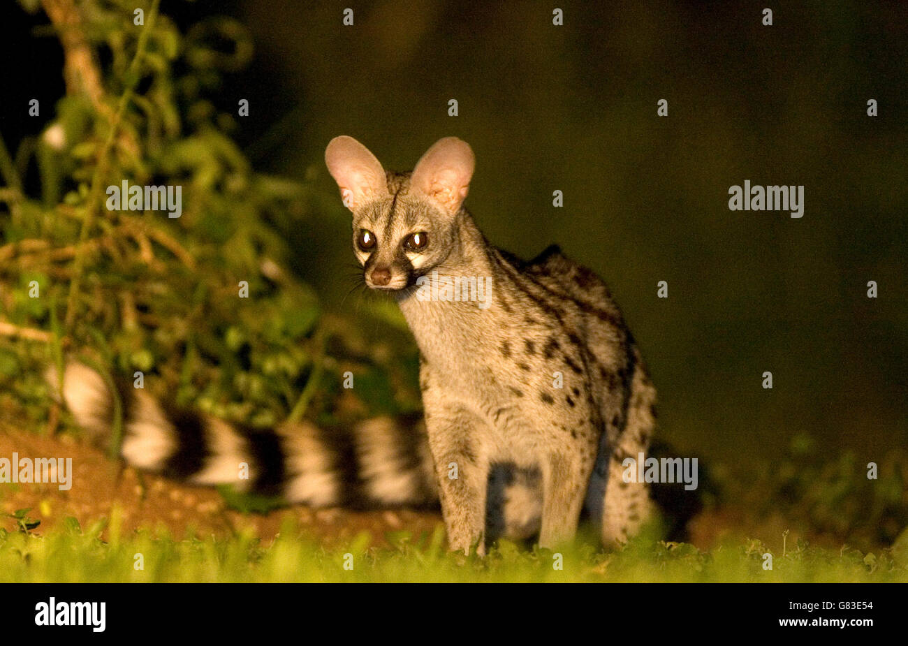 Large spotted genet hi-res stock photography and images - Alamy