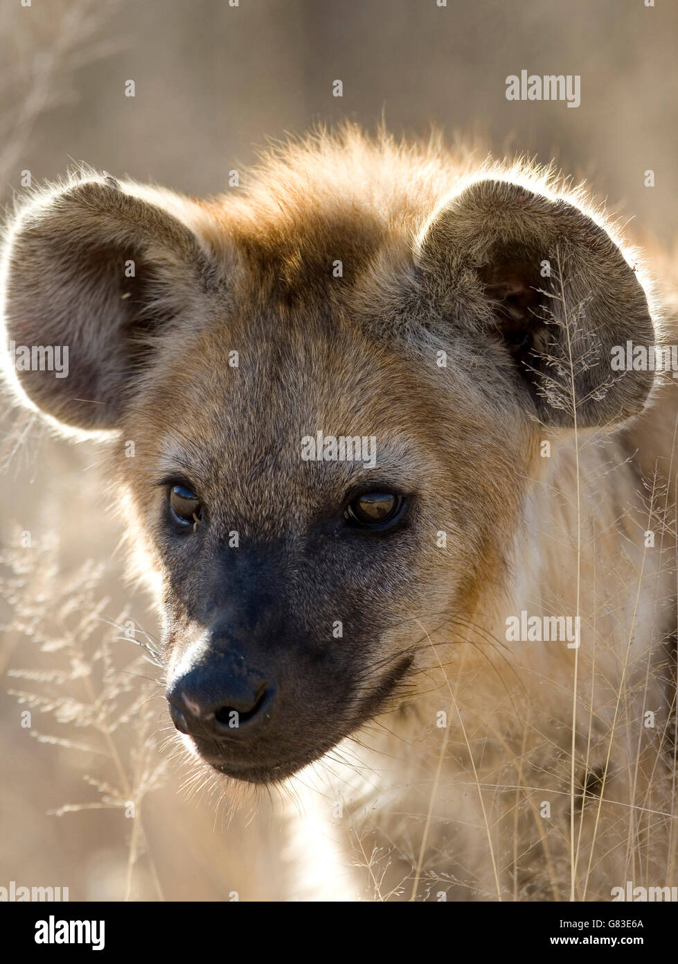 Crocuta cocuta hi-res stock photography and images - Alamy