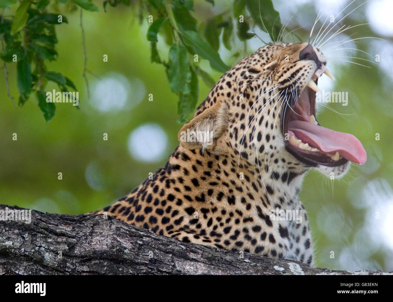 Leopards teeth mouth hi-res stock photography and images - Alamy