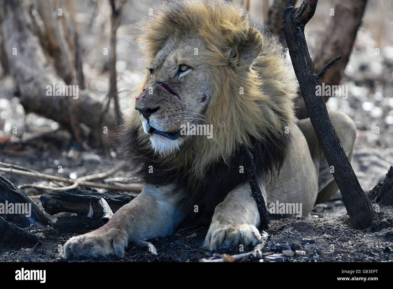 Wounded male lion hi-res stock photography and images - Alamy