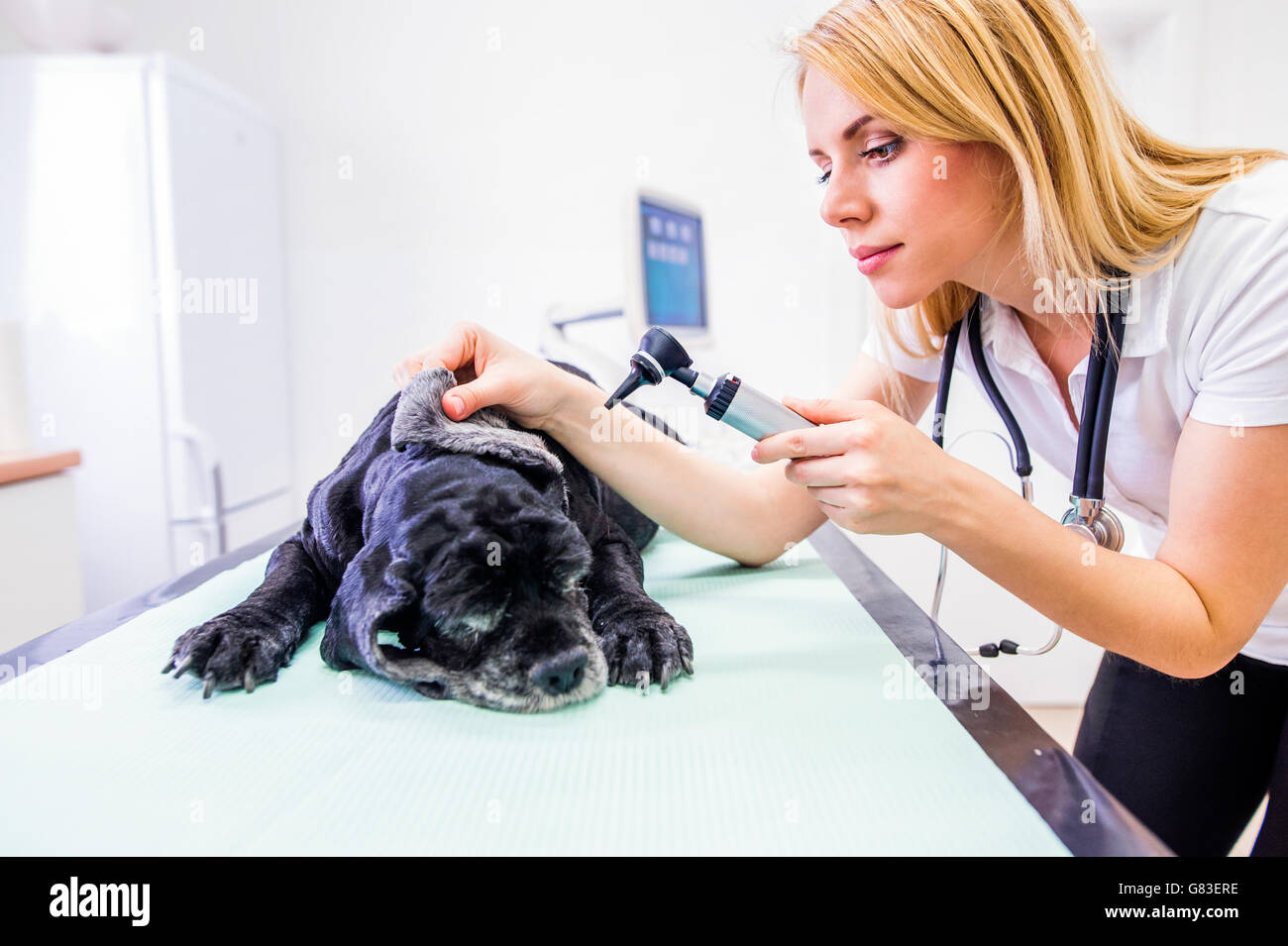 Veterinary examination hi-res stock photography and images - Alamy