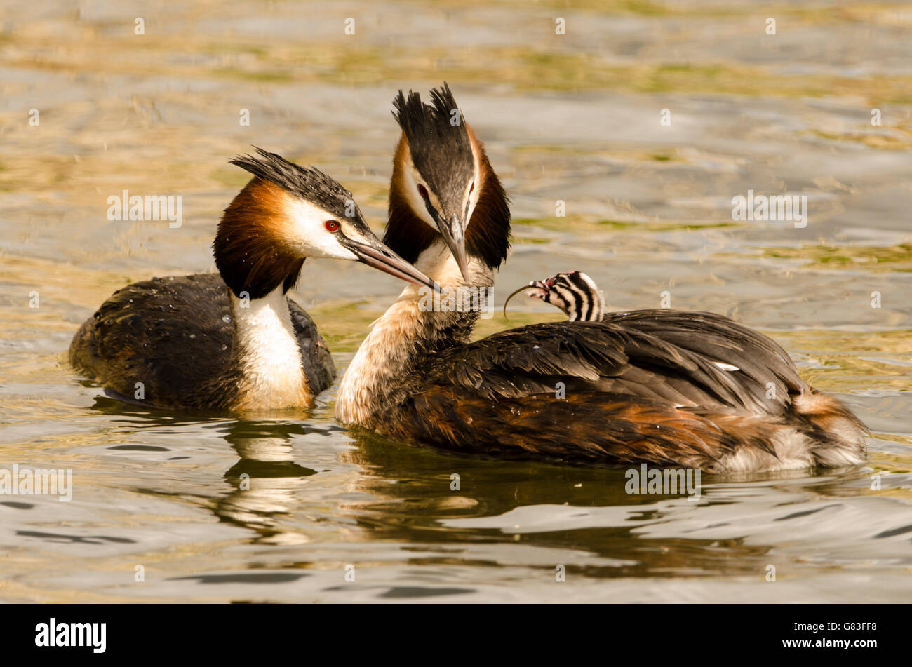 Family grebes hi-res stock photography and images - Alamy