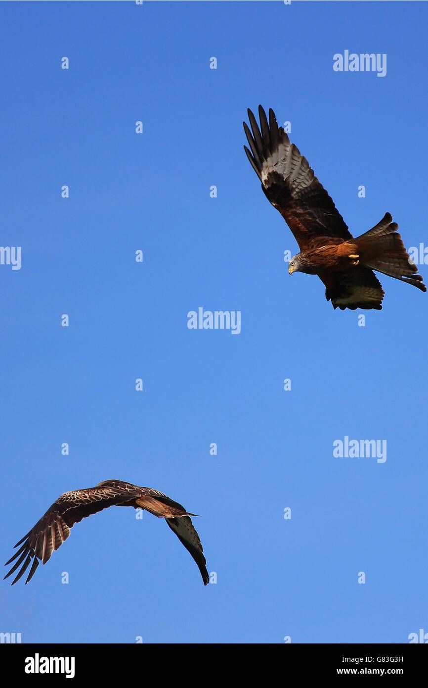 Birds of prey wales hi-res stock photography and images - Alamy