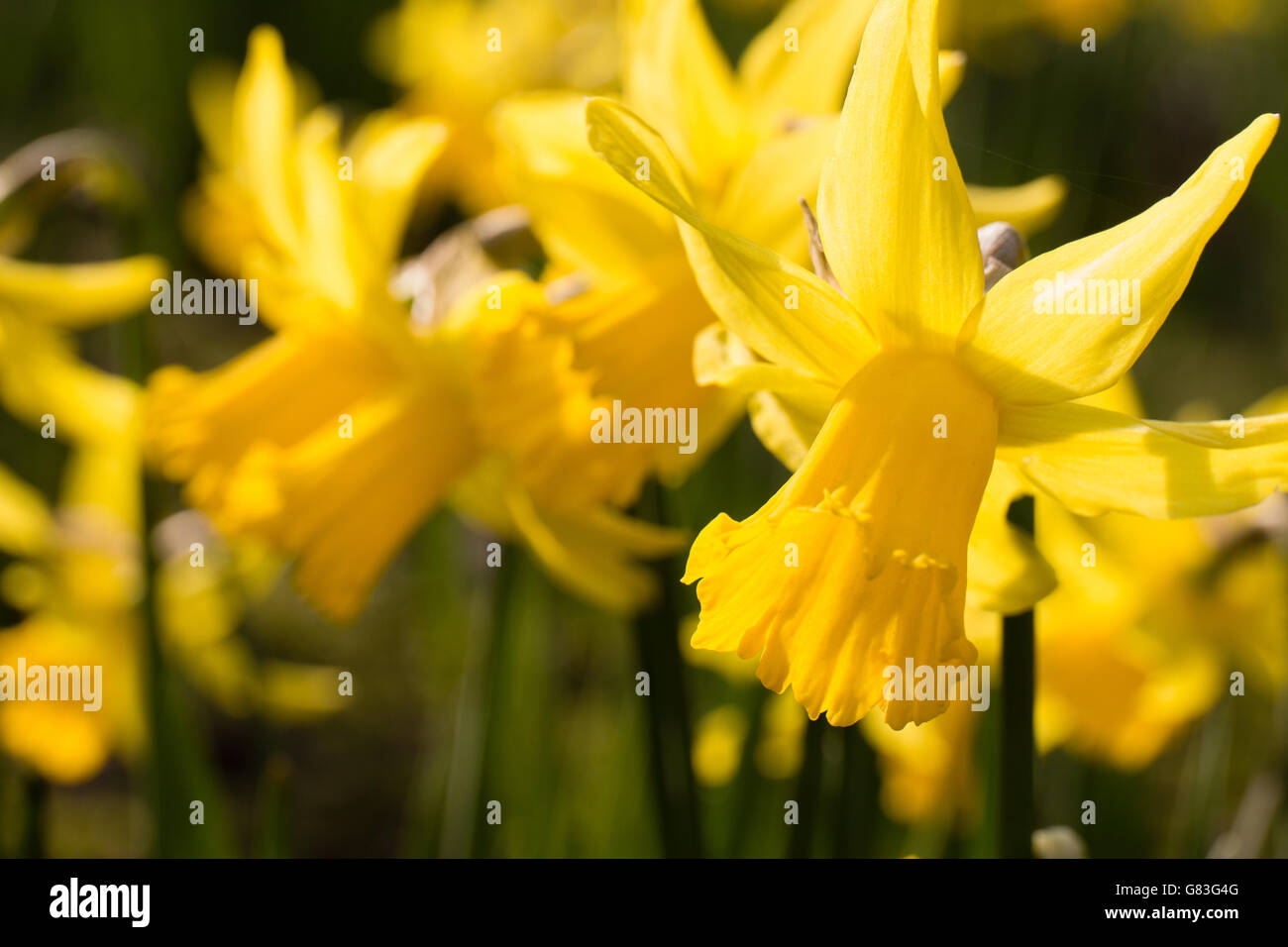 Daffodil close up hi-res stock photography and images - Alamy
