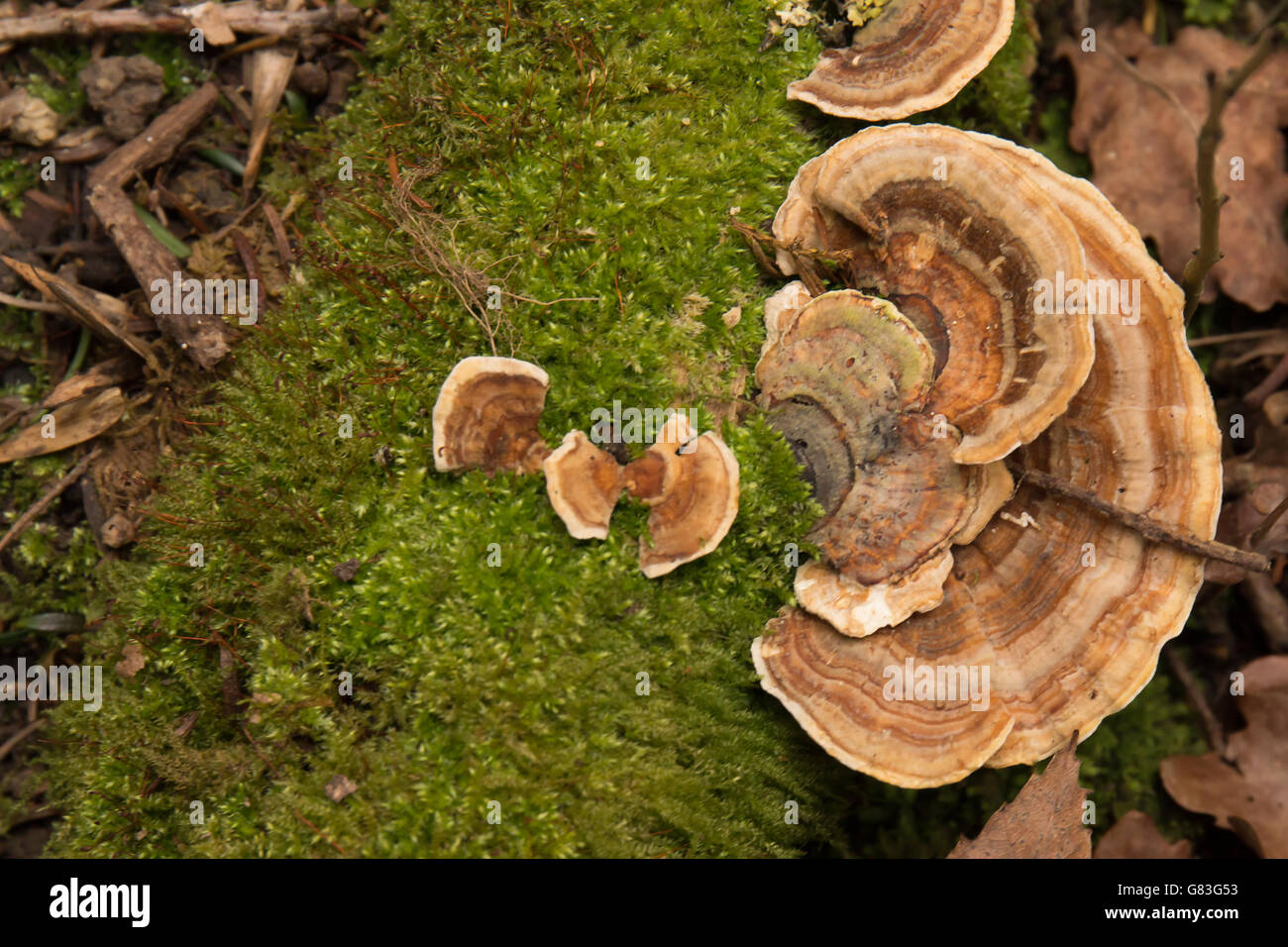 Fungus growing on a fallen tree in the forest in Malvern UK Stock Photo ...