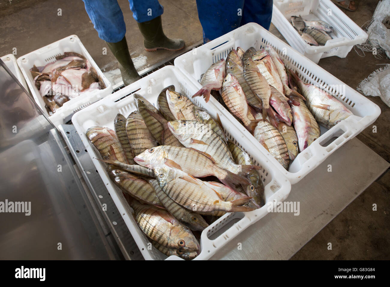 Fish processing africa hi-res stock photography and images - Alamy