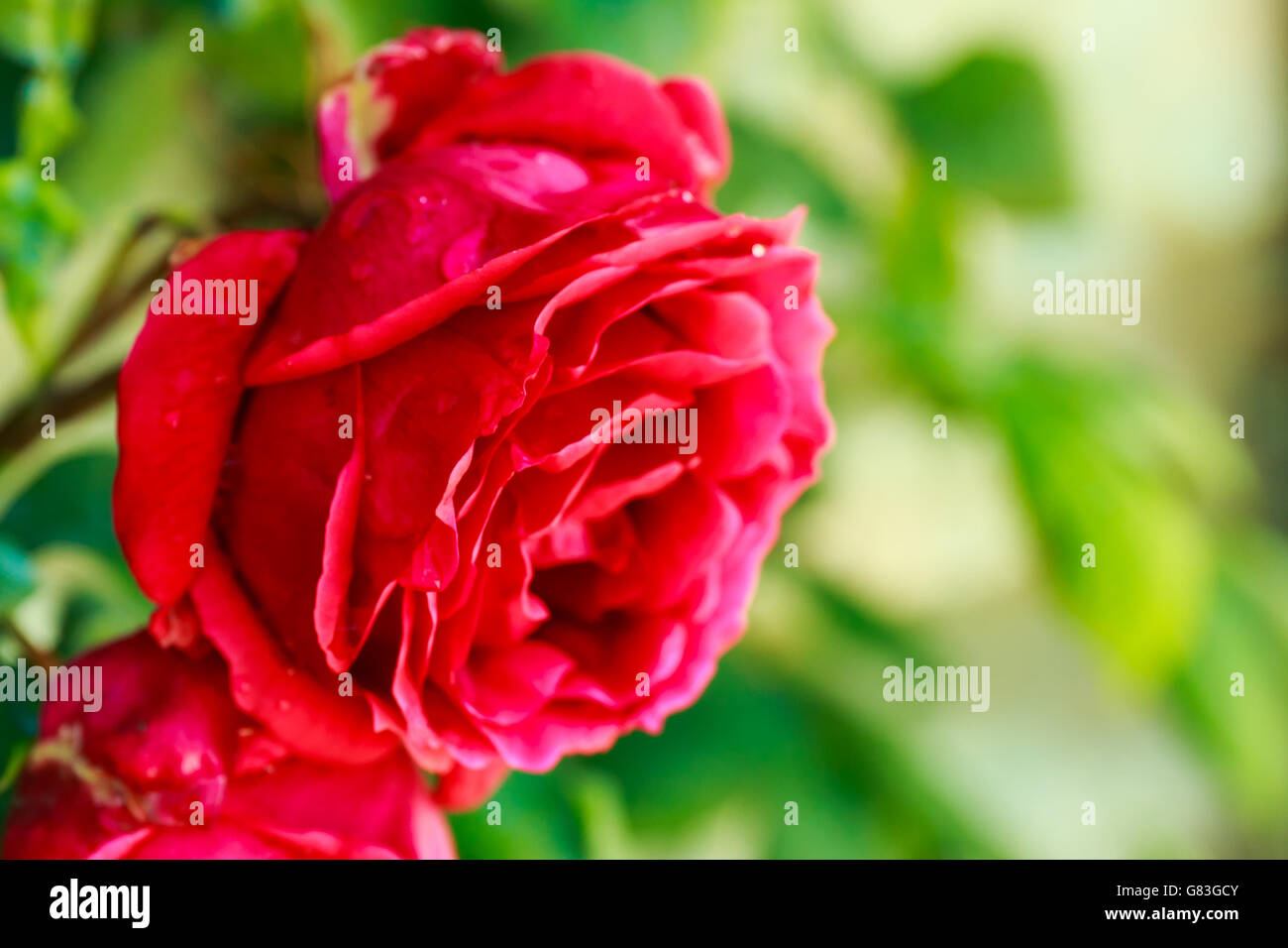 Red growing flower hi-res stock photography and images - Alamy