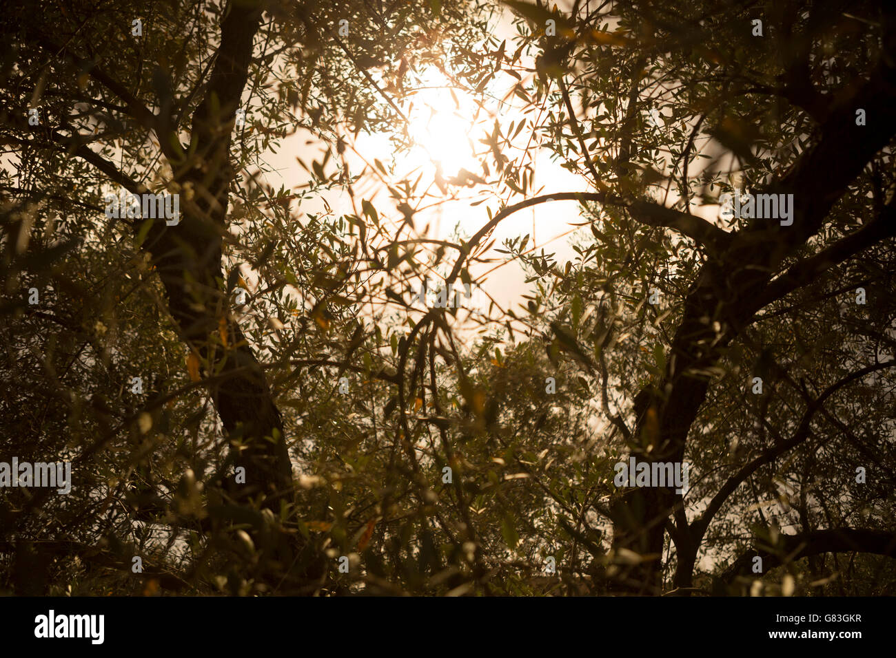 Olive trees rows hi-res stock photography and images - Alamy