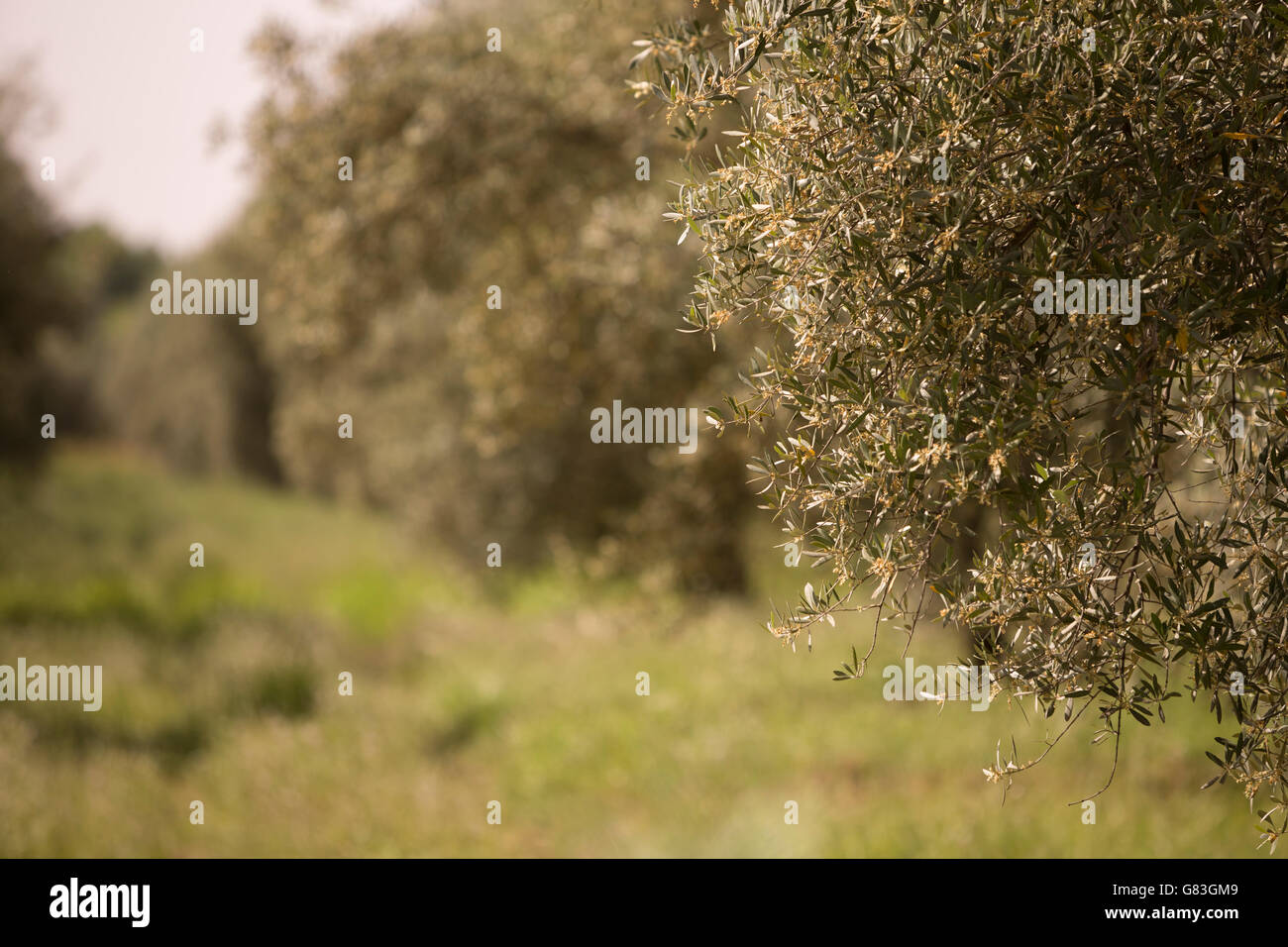 Olive trees grow in a lush valley in Ourika, Morocco Stock Photo - Alamy