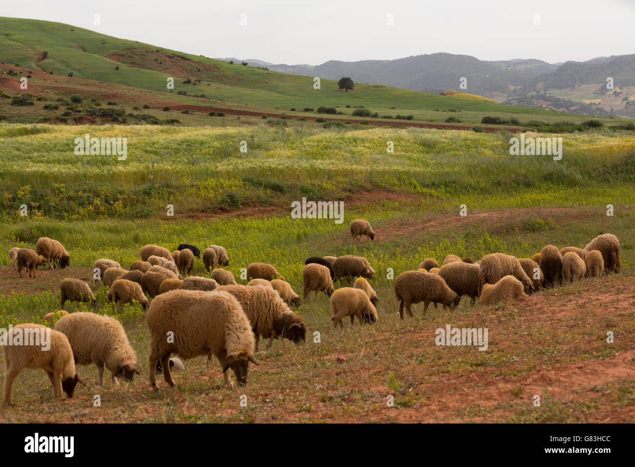 Arabic sheep hi-res stock photography and images - Alamy