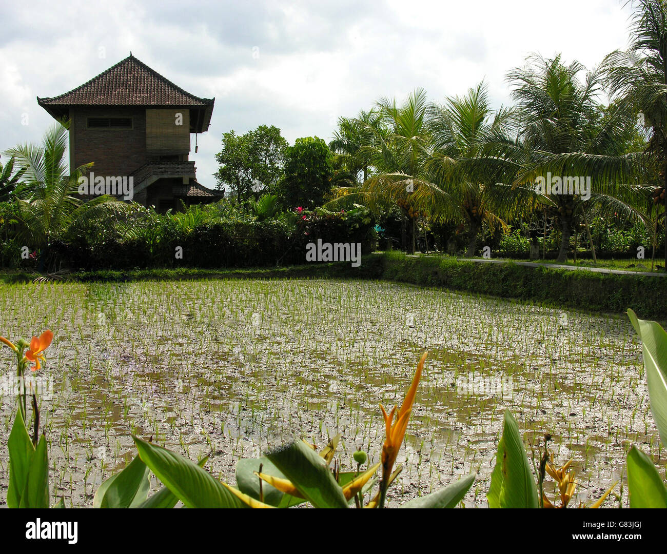 Bali Rice Paddy, Indonesia Stock Photo - Alamy