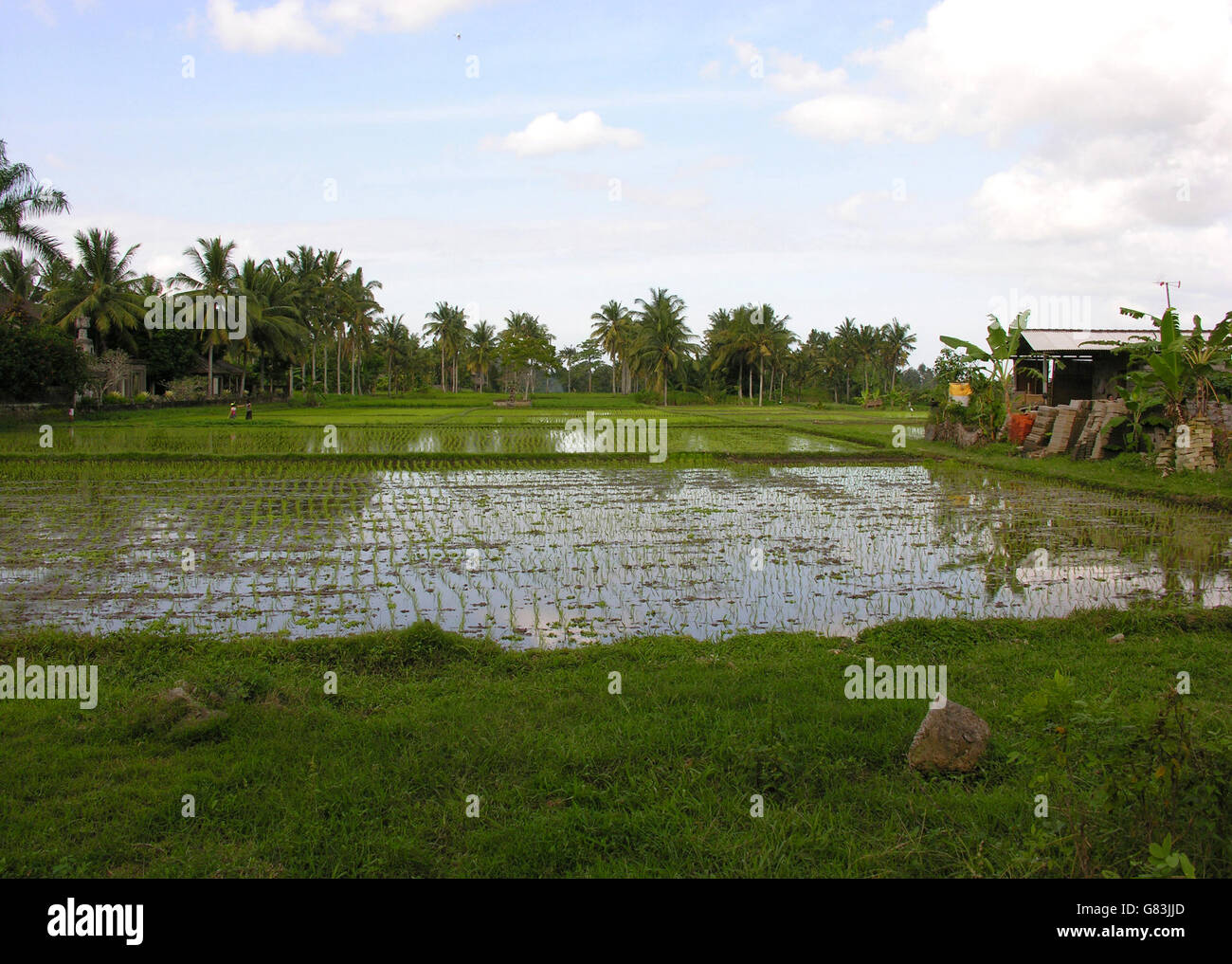 Bali Rice Paddy, Indonesia Stock Photo - Alamy