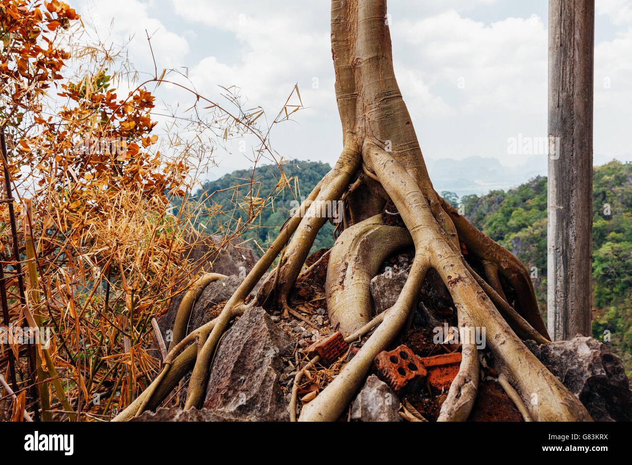 Tree roots. Krabi, Thailand Stock Photo - Alamy