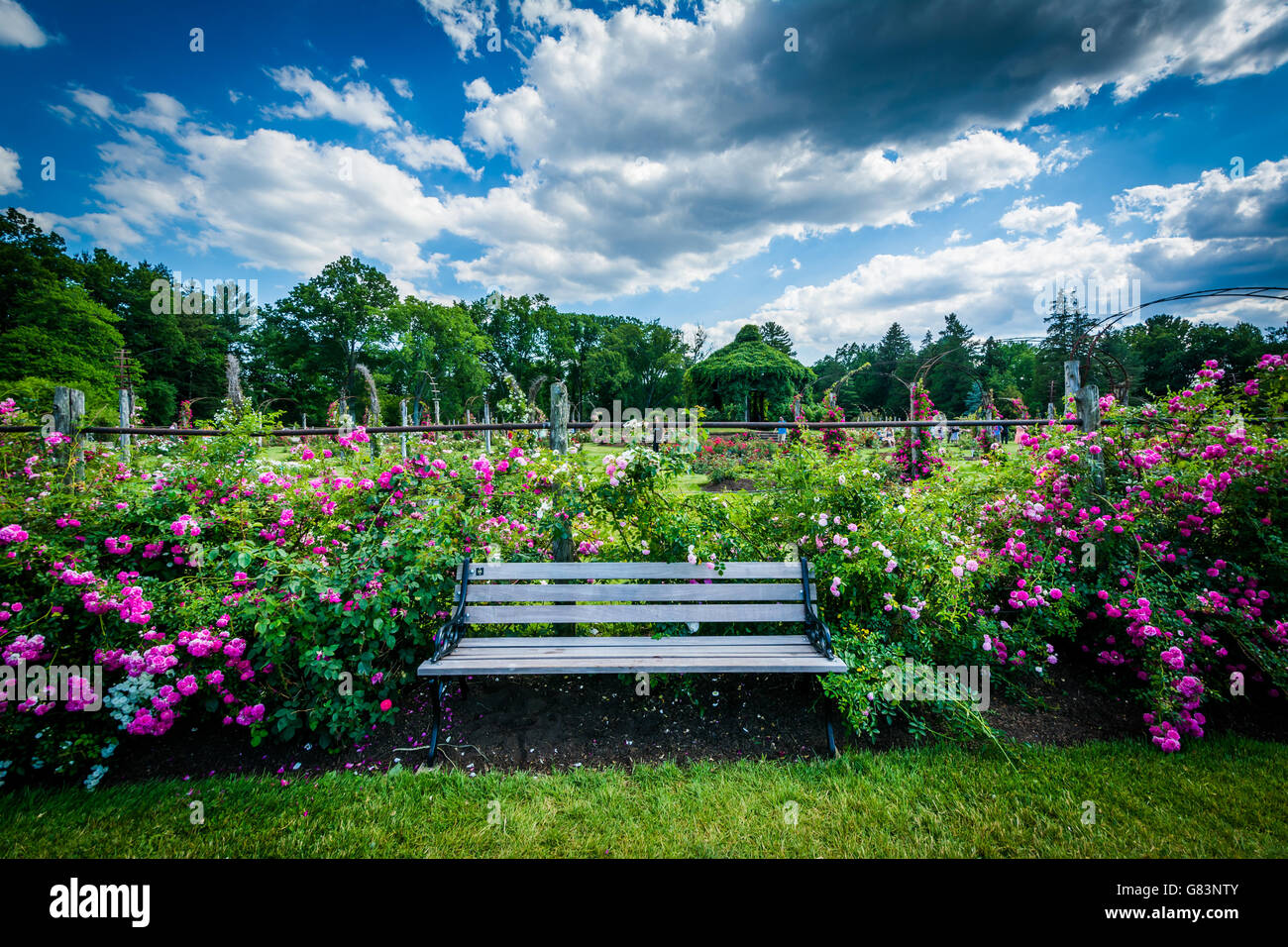 Bench and rose gardens at Elizabeth Park, in Hartford, Connecticut ...