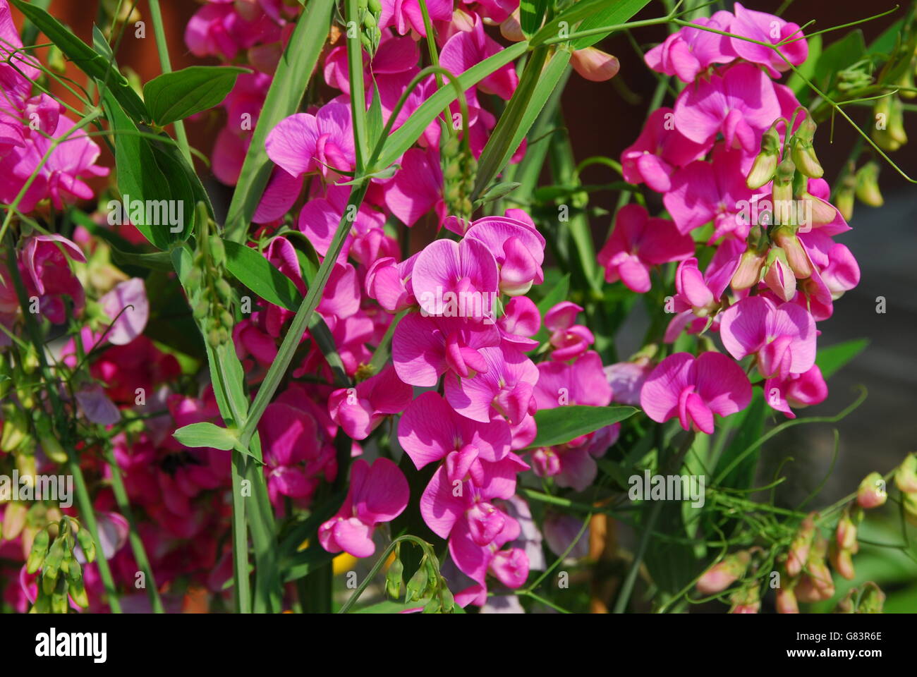 Sweet pea flower, lathyrus odoratus Stock Photo - Alamy